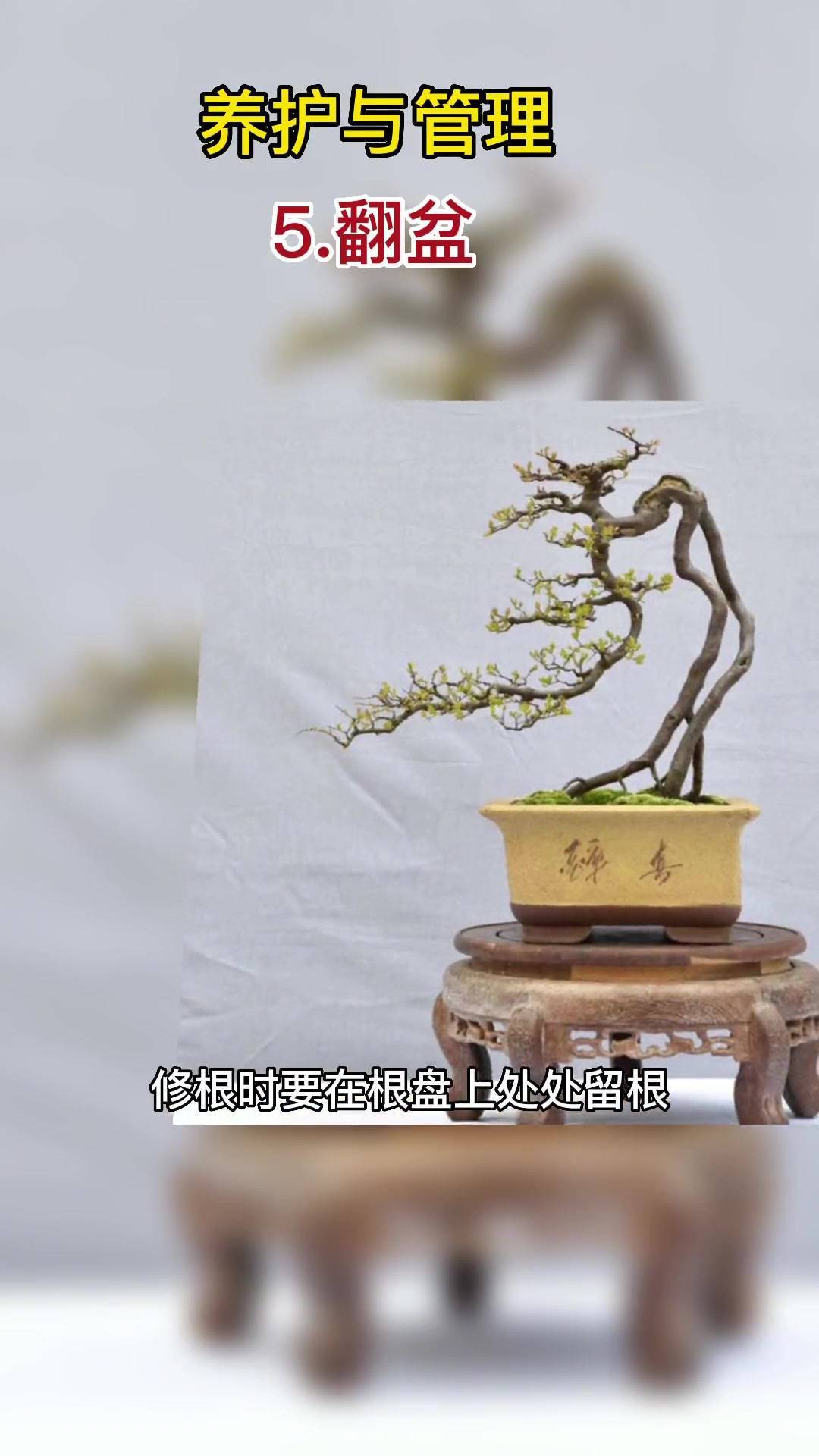 盆景常用树种养护与管理