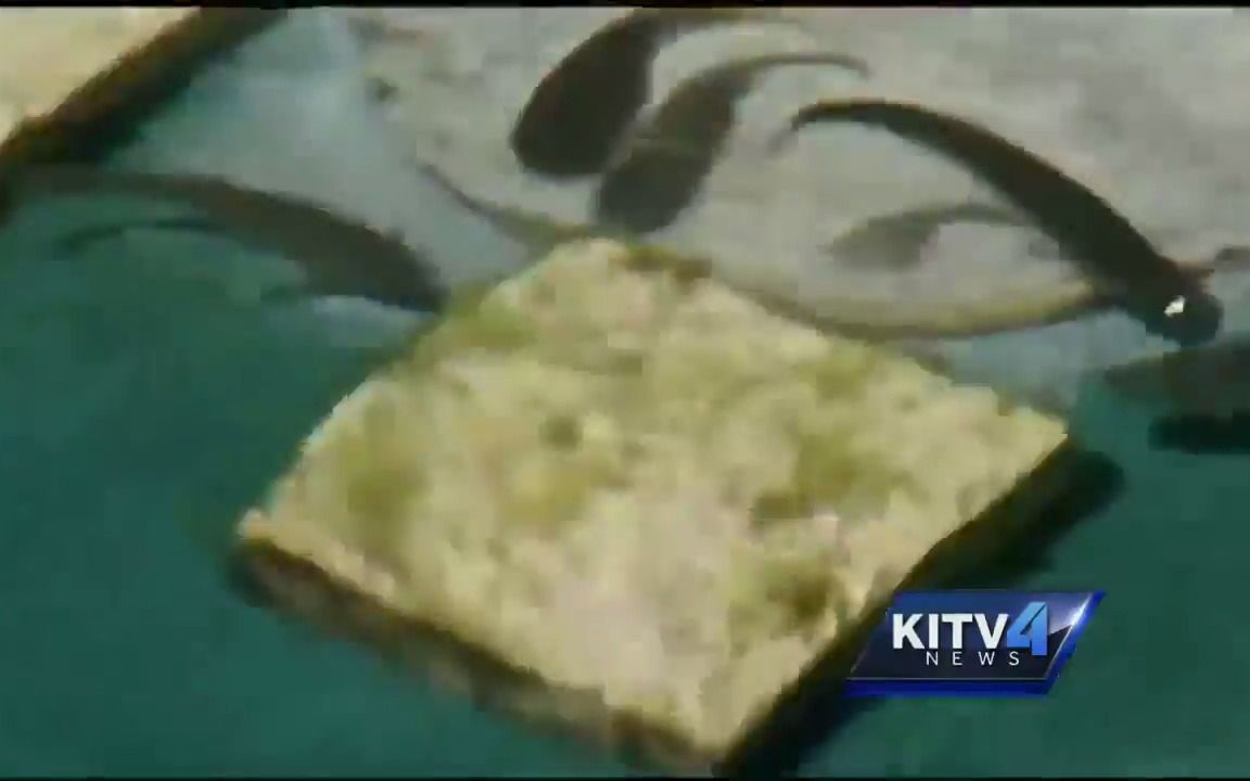 恢复夏威夷的海藻