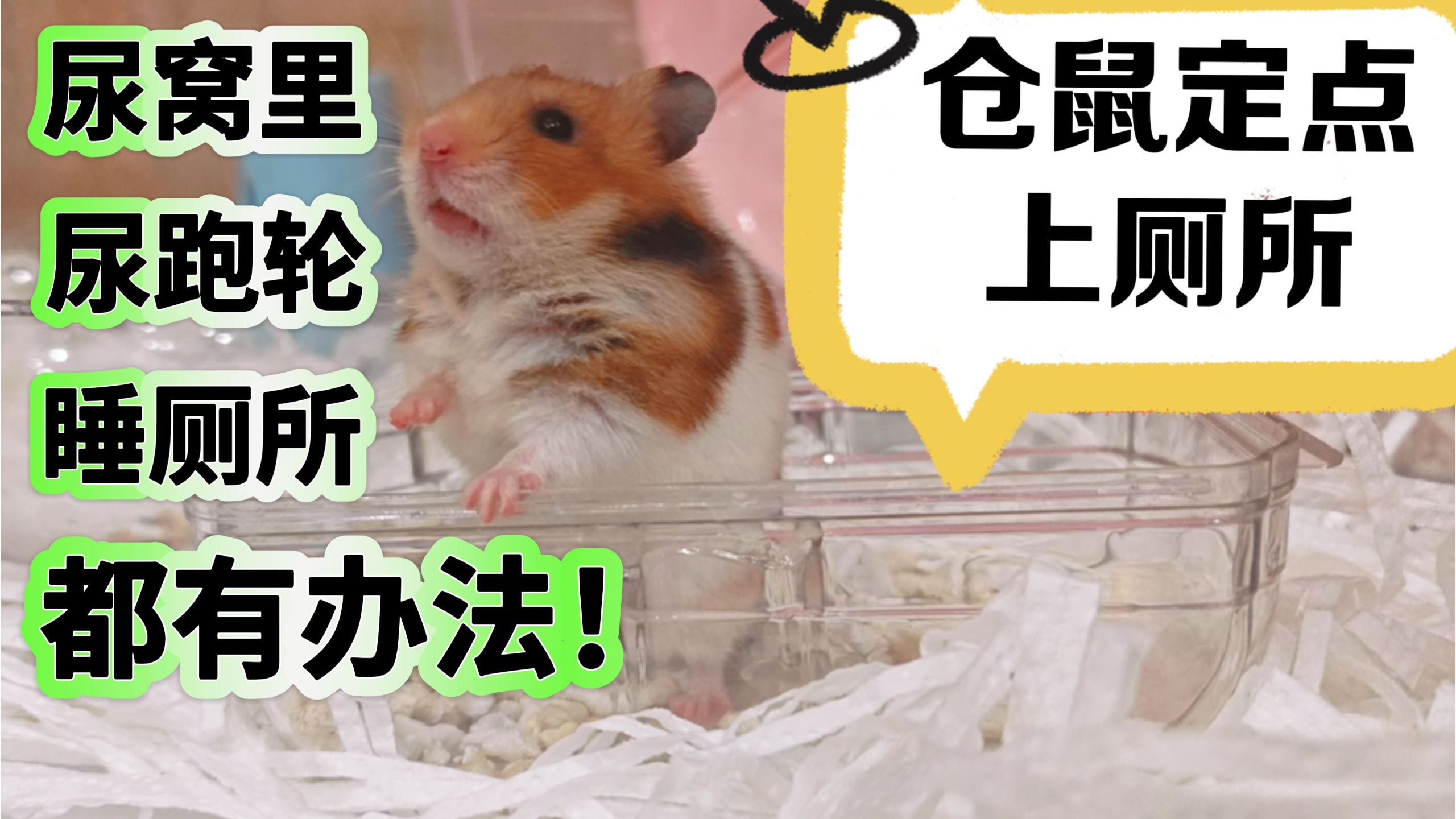 仓鼠定点上厕所怎么学?尿窝里、睡厕所都有好办法