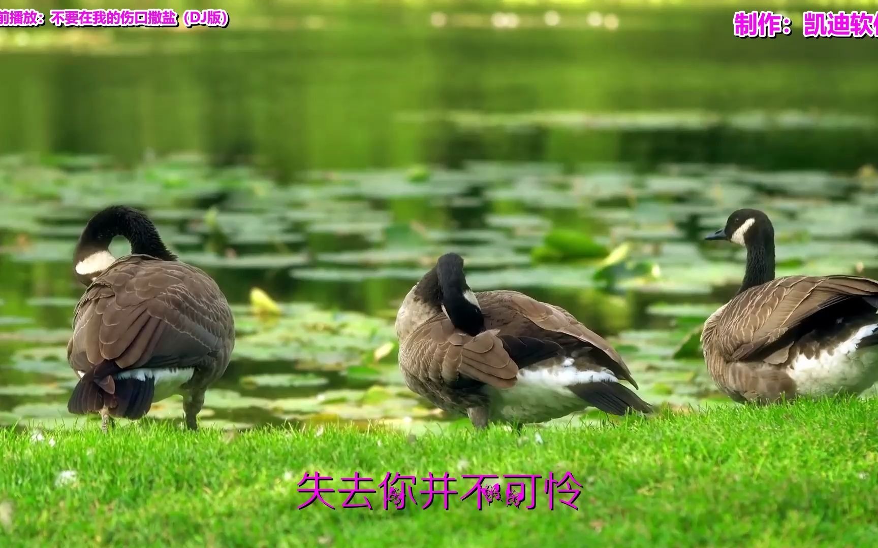 《不要在我的伤口撒盐(DJ版)》欣赏,制作音乐mv用什么软件好