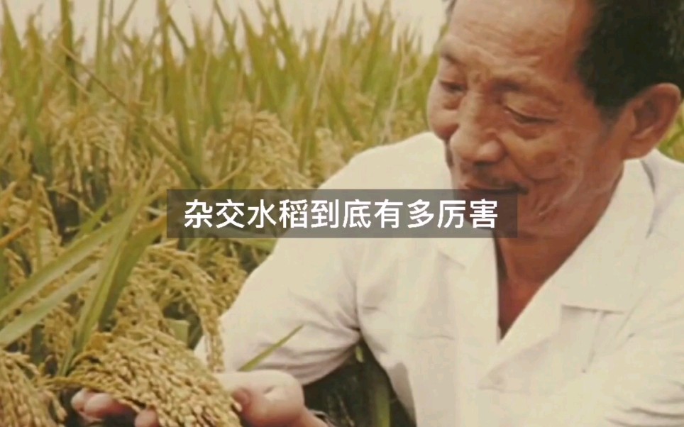 杂粮水稻到底有多厉害呢?3分钟带你看完袁隆平的一生