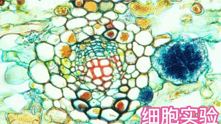 同学们看看洋葱叶片内表皮细胞和黄瓜表层果肉细胞临时装片的制作