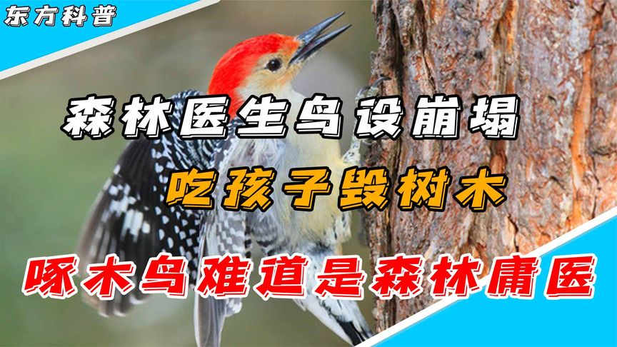 森林医生鸟设崩塌,吃孩子毁树木,啄木鸟难道是森林庸医