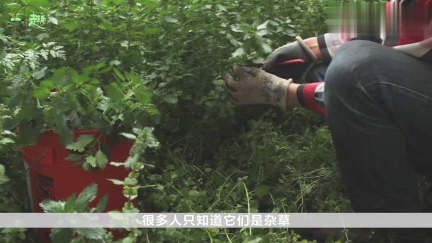 农村常见的一种有毒野味,价值宝贵得珍惜!木薯你吃过吗?