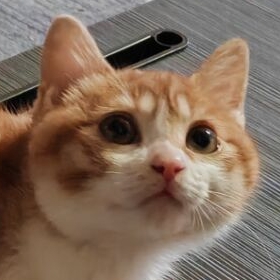 -茫然之潜行者- 