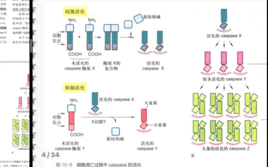 自用复盘:细胞凋亡的caspases