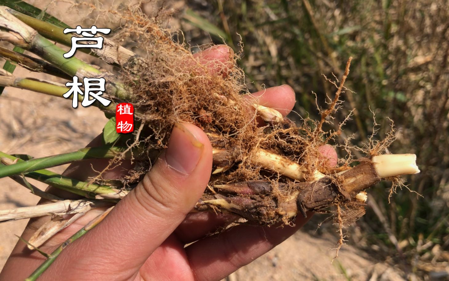 药店卖的“芦根”原来长这样子,河边很常见,遇见你认得出它吗?