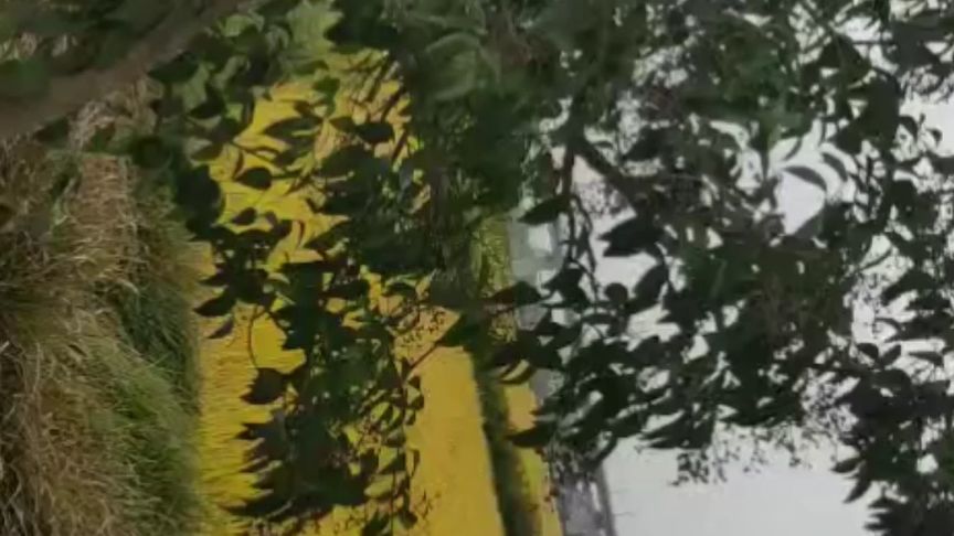 成片的金黄的稻田,秋天是丰收的季节