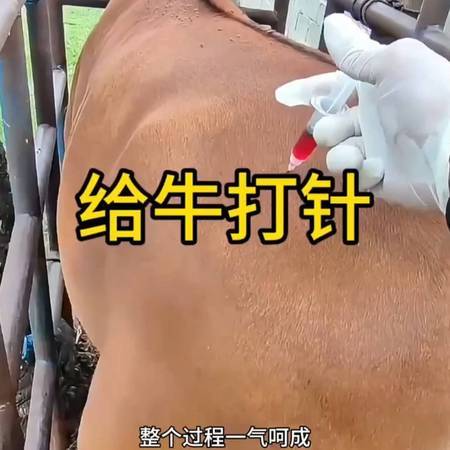 这位兽医真专业,为找准位置提前试探,等牛放松时一击即中