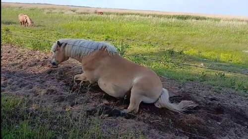 马儿痒得满地打滚!快看它蹭地的魔性姿势