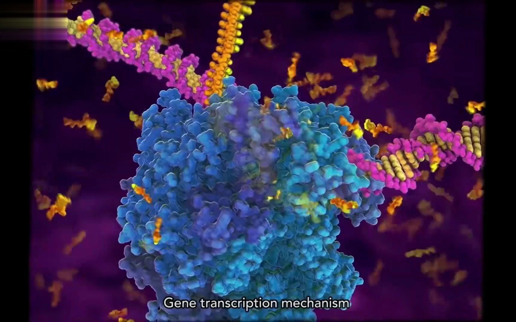生命的探戈 细胞核基因转录动画过程