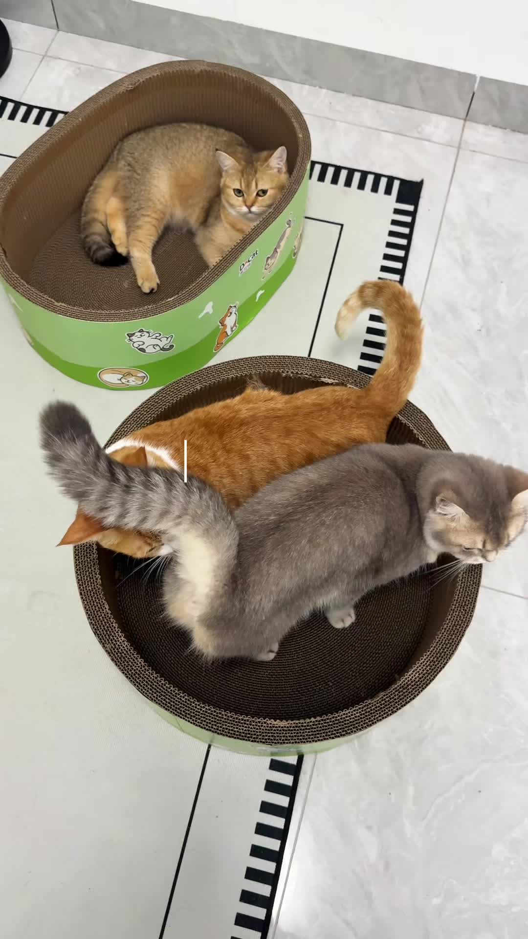 多宠家庭早起15分钟消毒就用这个泡腾片#萌宠好物 #宠物消毒 #科学...