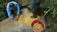 老广的味道:遵循古法将银杏果去皮,敲开薄壳后漏出翠绿的果仁,入口...