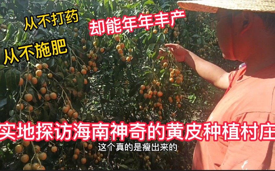 实拍海南一个黄皮种植村庄,与当地果农进行黄皮种植交流与学习