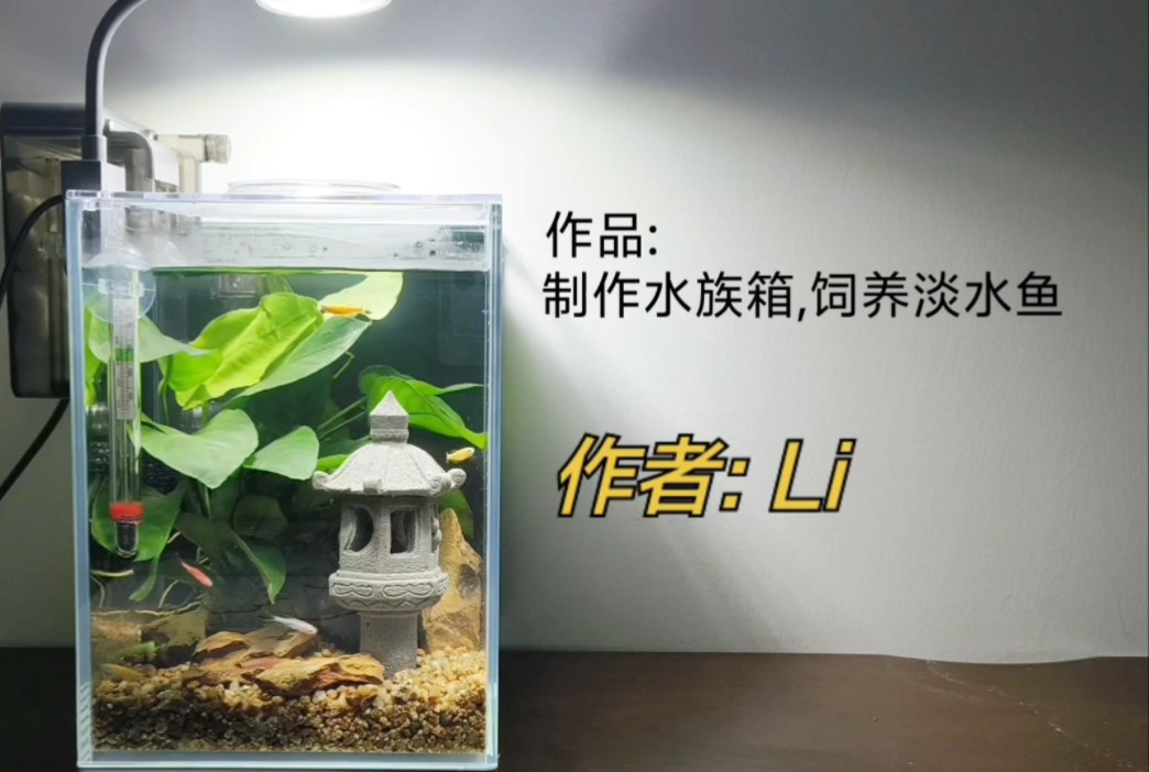 六年级生物:制作水族箱,饲养淡水鱼