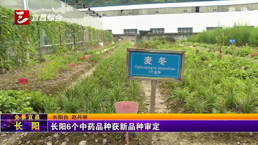 长阳6个中药品种获新品种审定