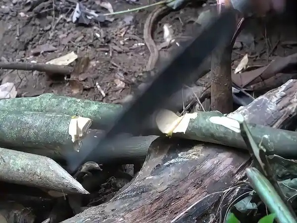 独自一人在荒野生活,搭建捕兽器抓捕野猪