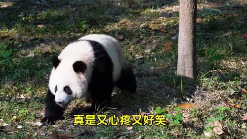 好好笑!今天外公忘记放洗澡水了,结果小五来了一段无实物表演泡澡