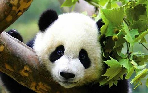 【自然动物纪录片】成长中的大熊猫宝宝(英语+中文字幕)