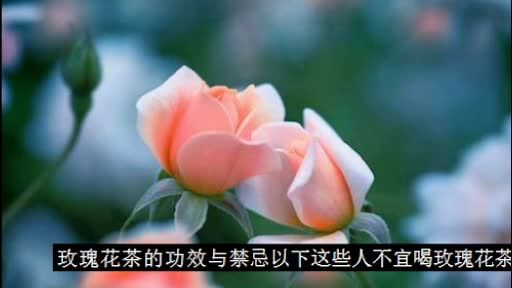 玫瑰花茶功效与禁忌#花茶