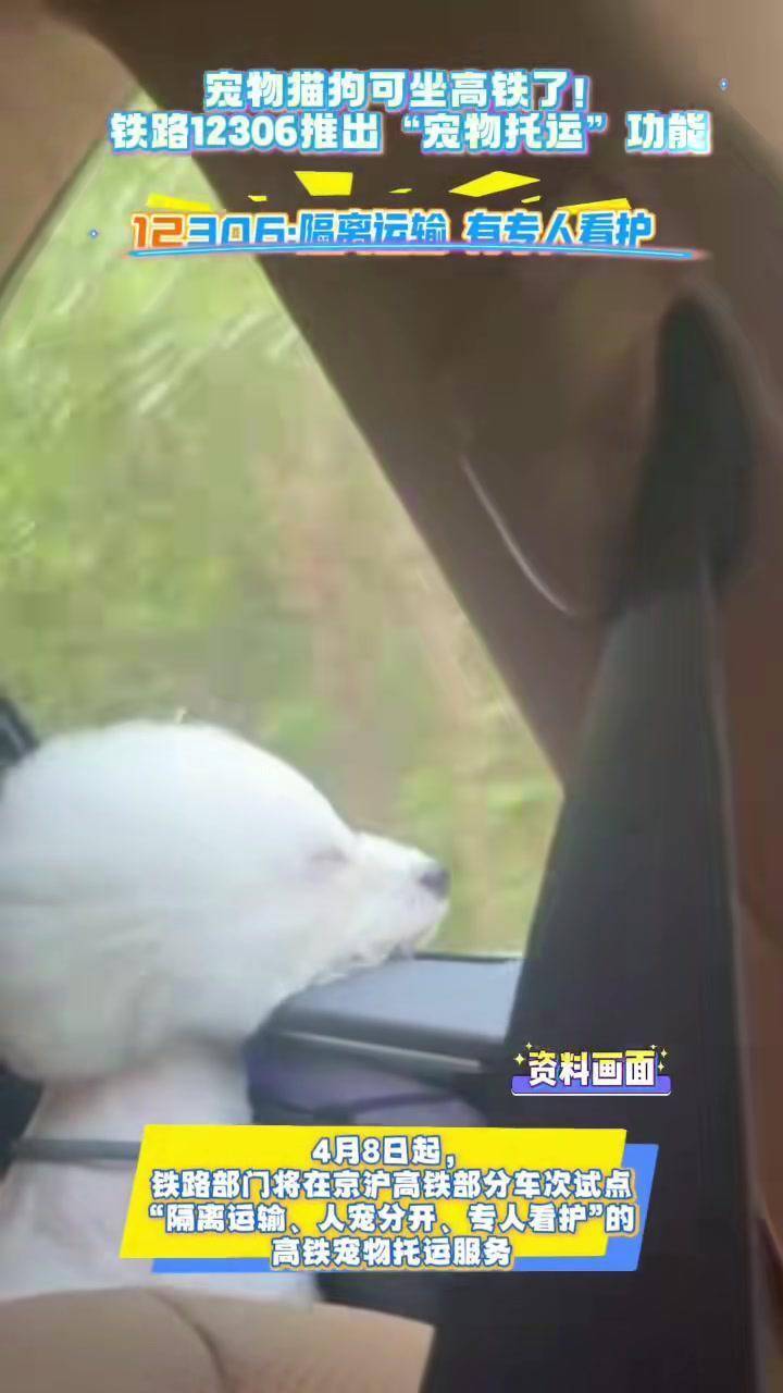 宠物猫狗可坐高铁了铁路12306推出宠物托运功能