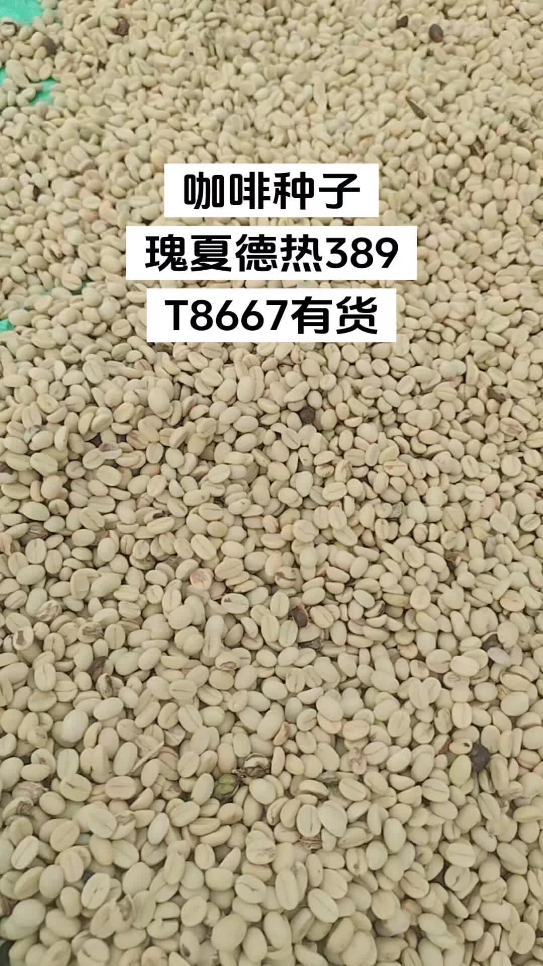 精选咖啡种子,瑰夏,德热389与T8667,种植新选择。#农业种植技术 #...