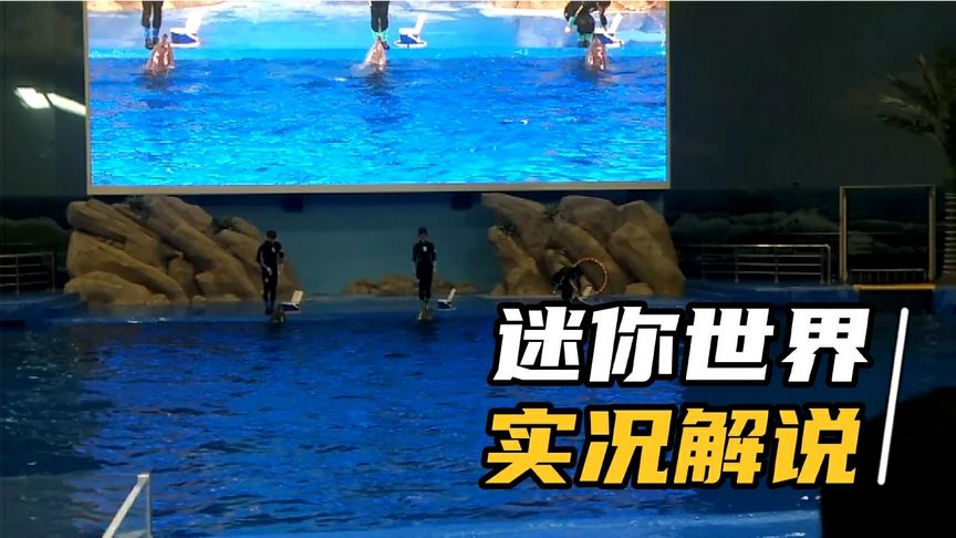 我们今天来拍海豚表演节目了。