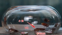 小林哥实验室测试 第397集 实验:当“小强”遇上“彩菊烟花”,会发生...