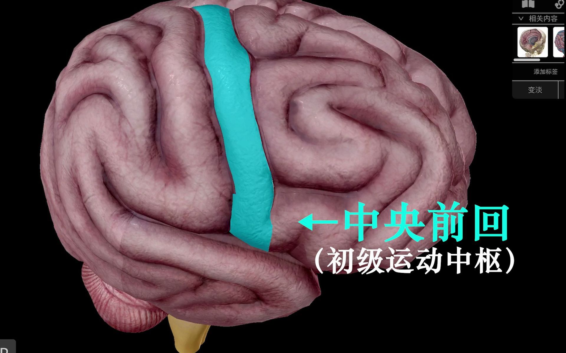 【人解三分钟】大脑半球的沟回:原来大脑自带“坑”(神经系统端脑1)