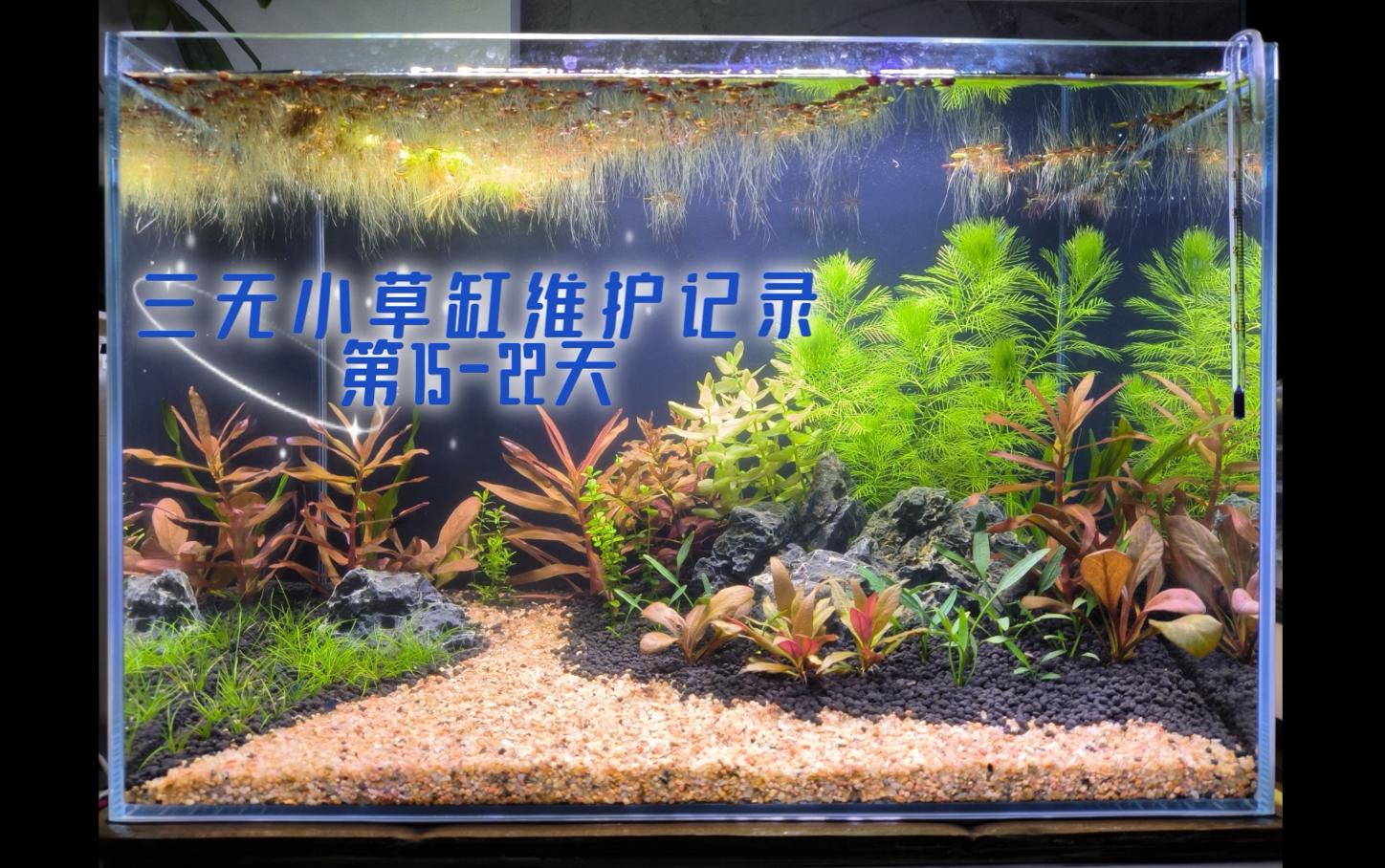 【三无小草缸维护记录 第四期】第15-22天 开缸后第一次危机