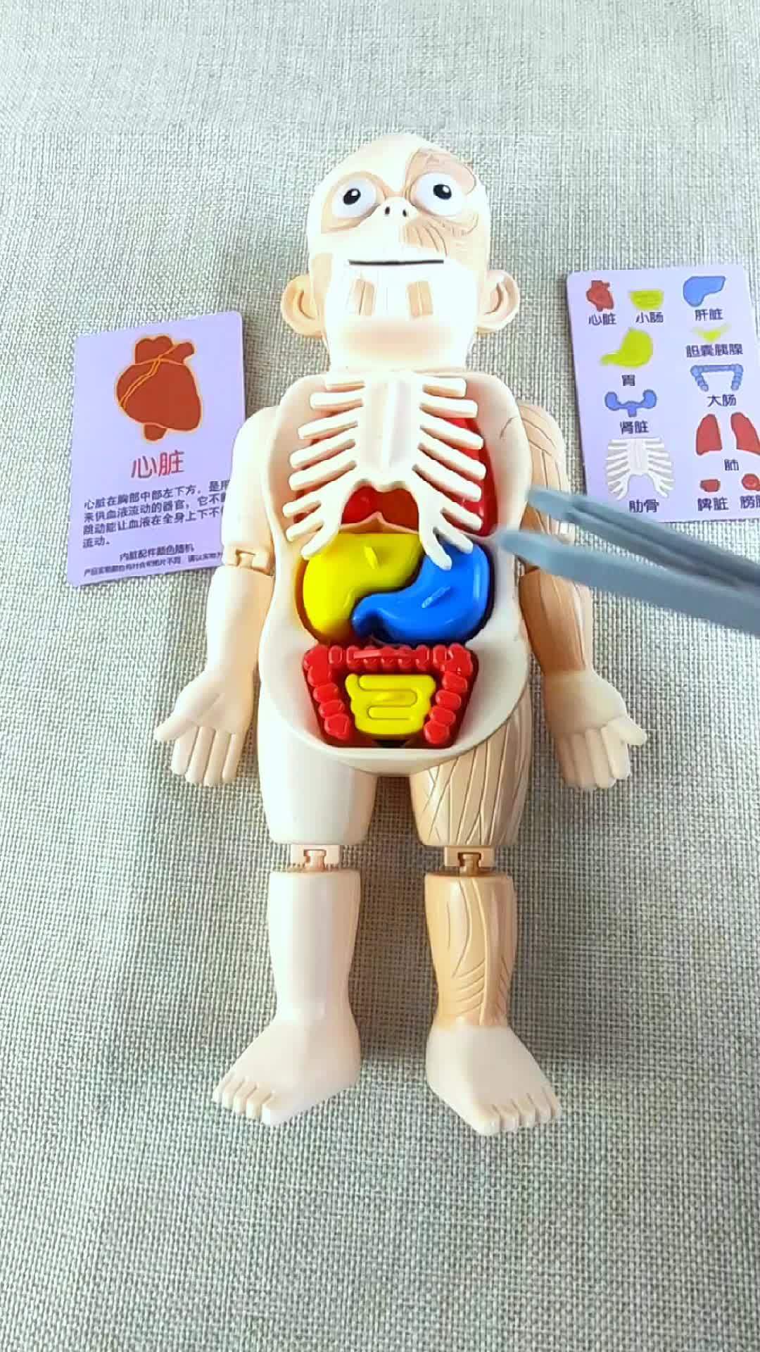 小朋友们,你们的身体器官有些什么功能,你们知道吗?