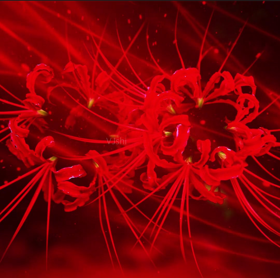 爱吃桔子的小朋友 