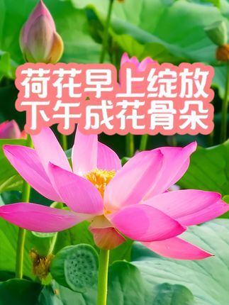 滑县东湖、一中、天福等地荷花绽放!花朵早上开放,下午成花骨朵 #...
