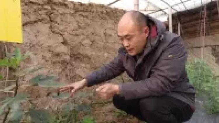 为啥你栽的树苗活不了几棵?告诉你这些栽植技巧,别再用错了
