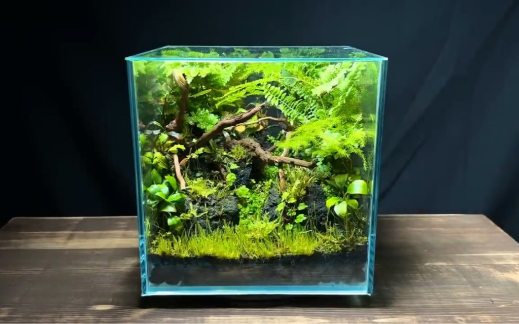 微景观养护,关键是建立像对独立的生态系统