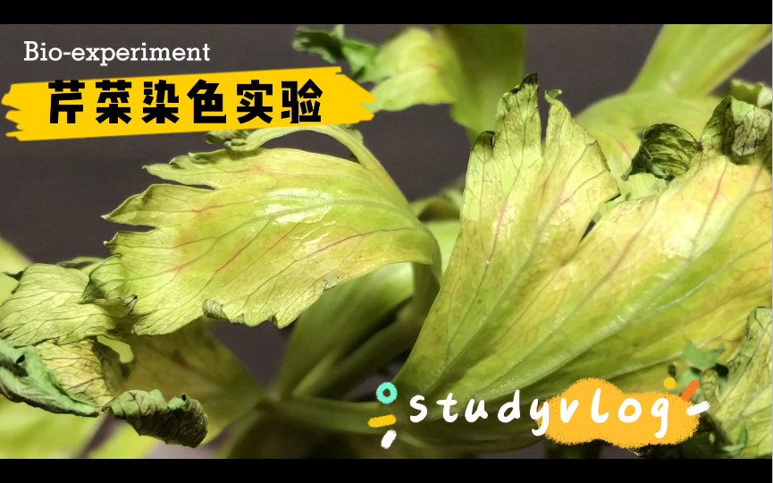 【科普知识】芹菜染色实验+显微镜观察叶片和导管+片尾彩蛋