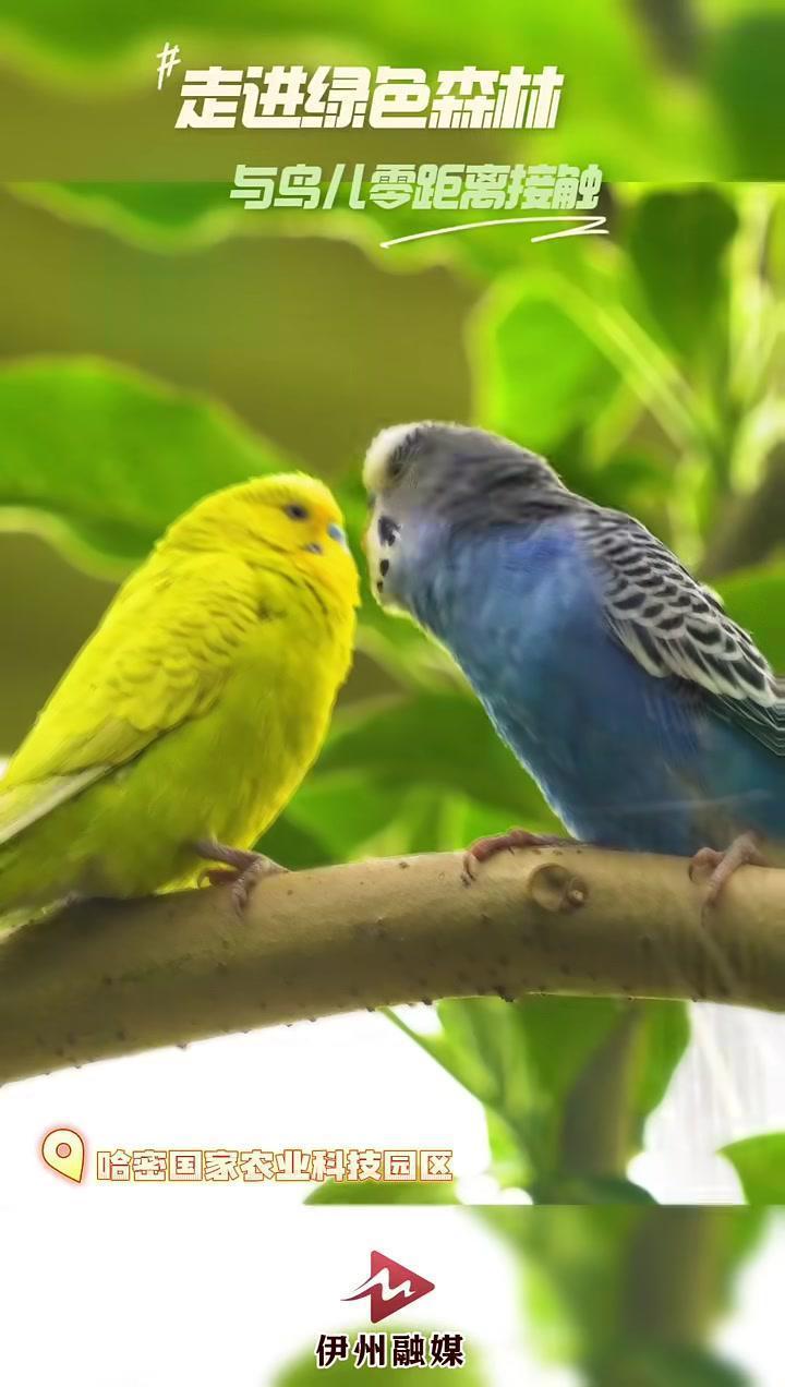 走进绿色森林与鸟儿零距离接触