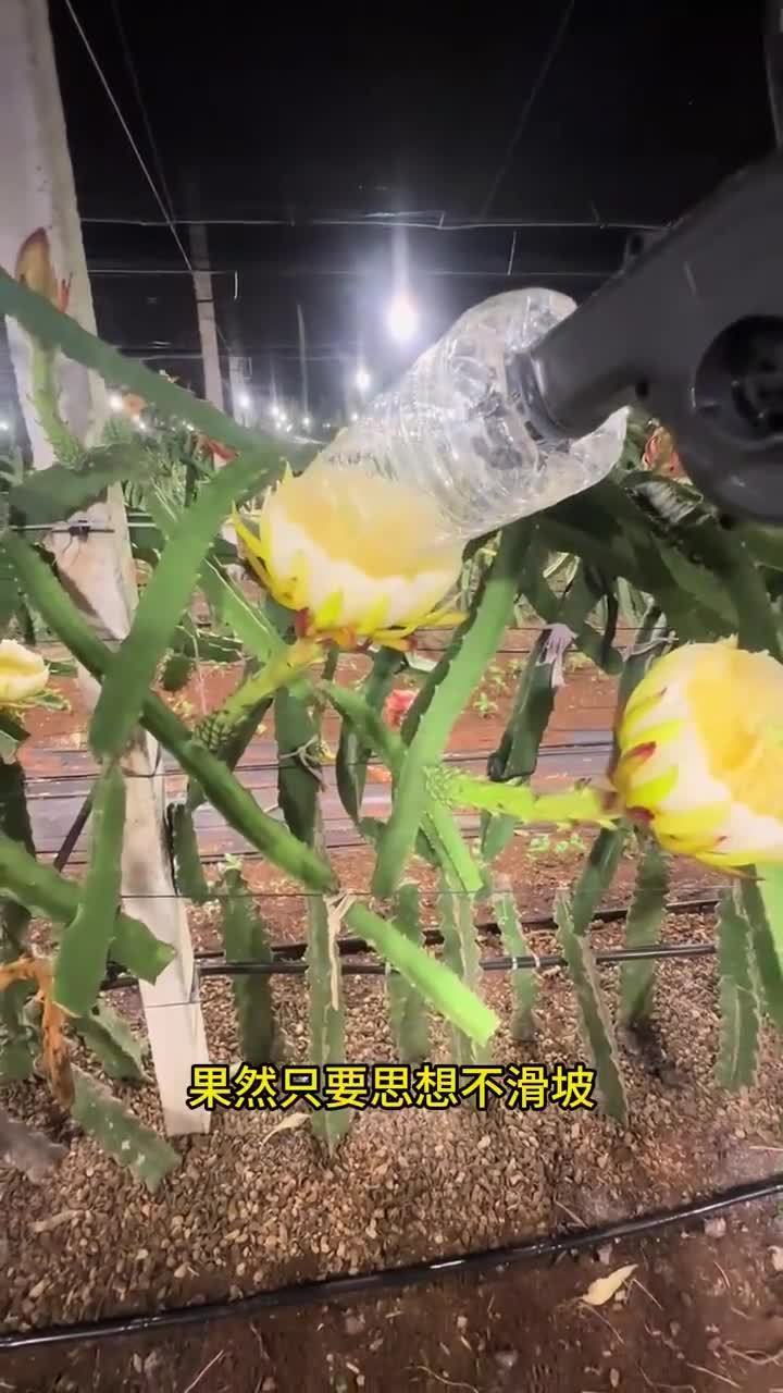 师傅用吹吸尘器给火龙果人工授粉,这操作太牛了!