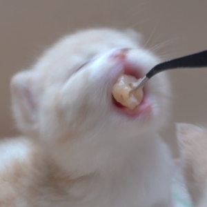 憨憨姨 
