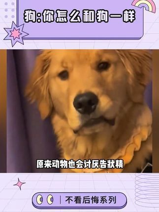 狗:你怎么和狗一样! #狗子 #娱乐评论大赏 #狗狗 #看一次笑一次