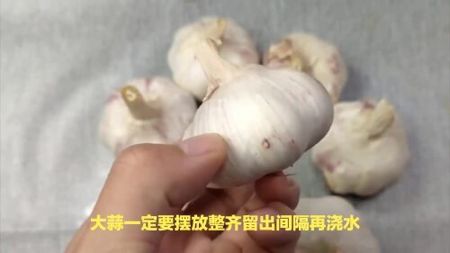 蒜苗生长过程,种植大蒜要注意的事项
