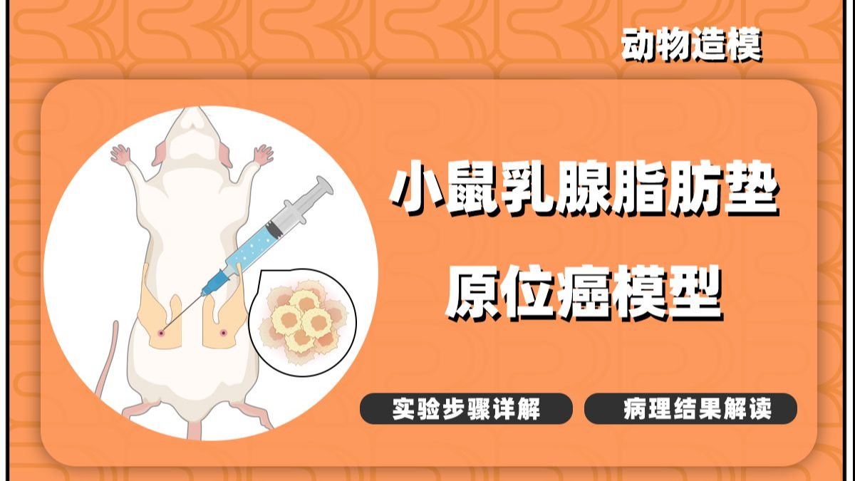动物模型|小鼠乳腺脂肪垫原位癌实操演示