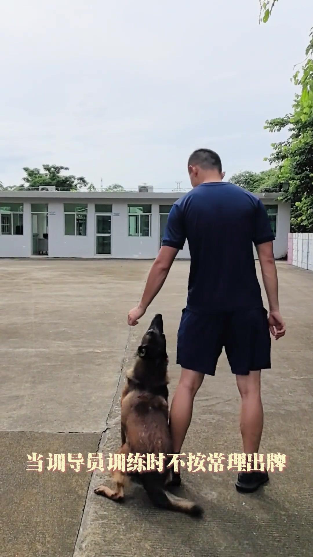 搜救犬:要玩捉迷藏你提前跟我说啊!#反转#不按常理出牌#消防员日常#...