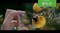 刺梨宣传片
