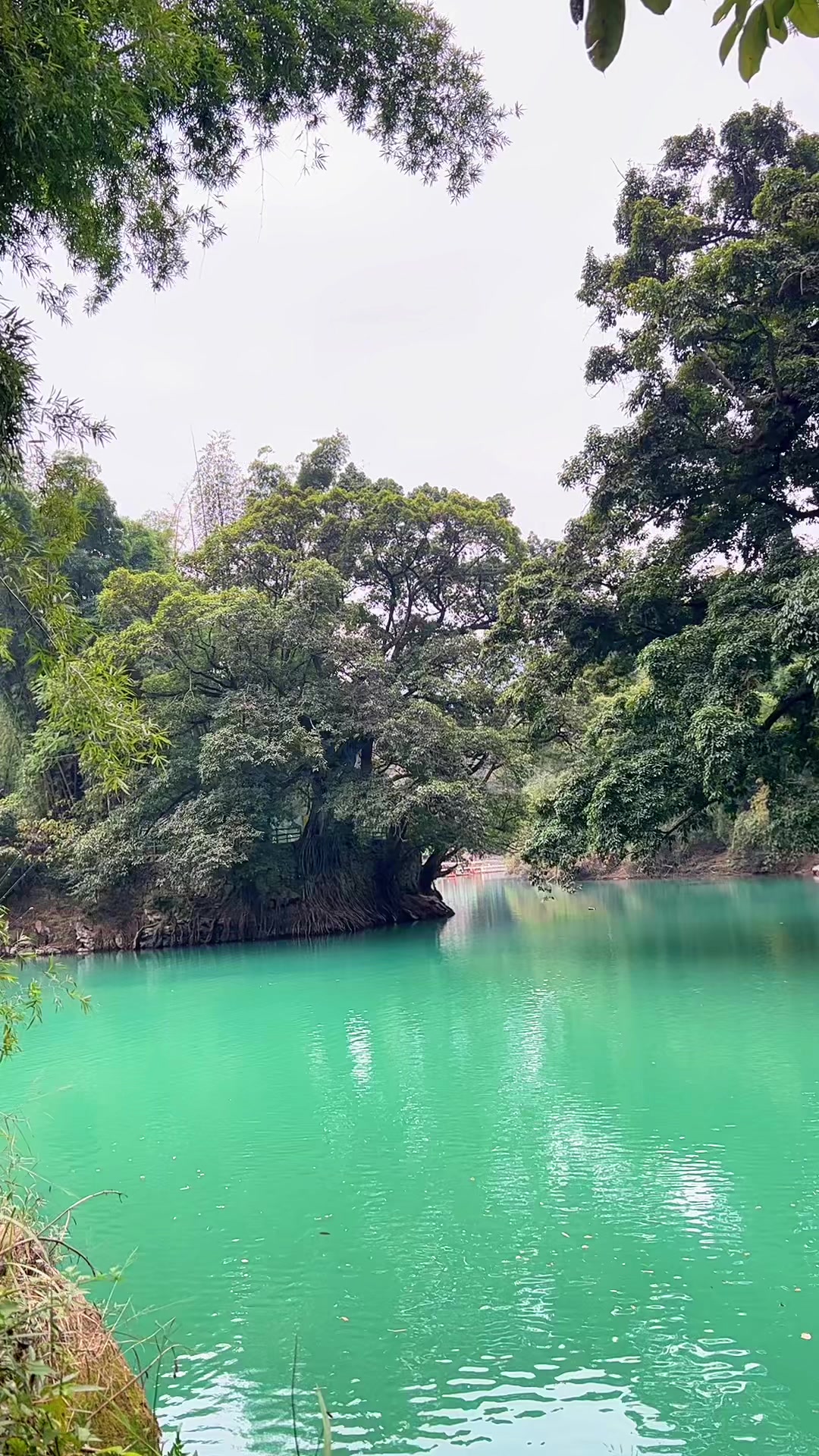 #天然氧吧 #湖泊风景视频 #海上浮标的作用 #枇杷叶止咳 #自然风景区