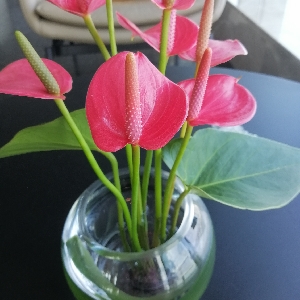 萌新在线啦 