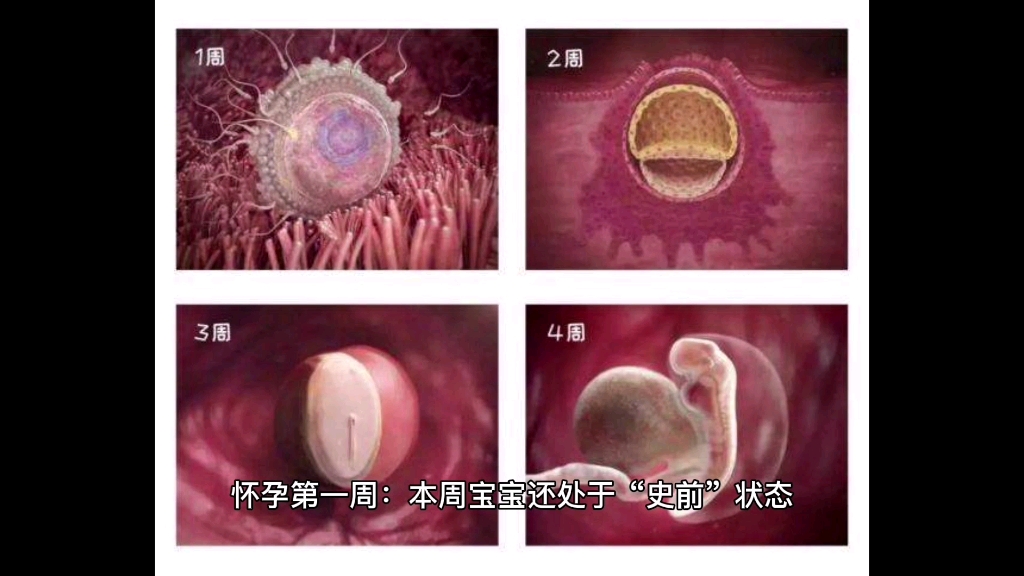 妊娠第一周胎儿发育状态