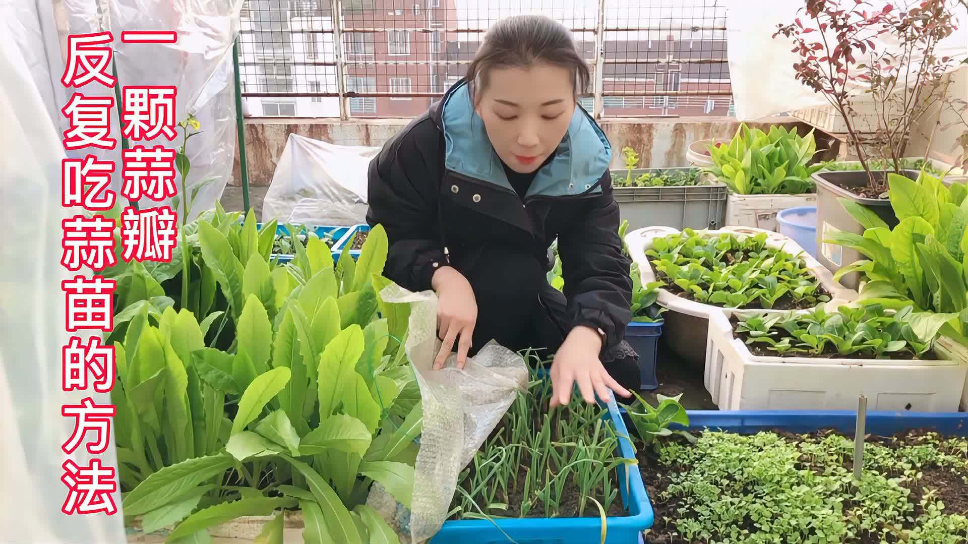 阳台种大蒜,一周长两寸,秘密就是它