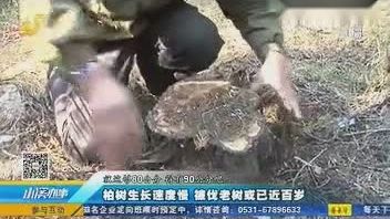 平阴山林深处,几十颗柏树被砍伐,盗伐林木是犯罪!