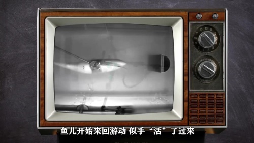 什么是"卡门涡街"?死去的鱼还能逆流而上,这是什么原理?